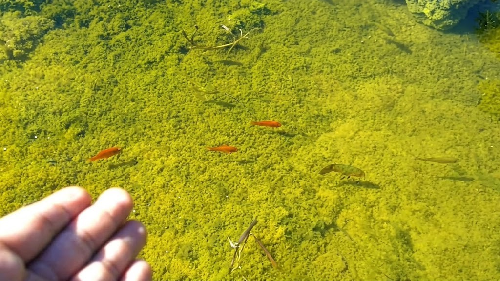 What was hiding inside the secret pond full of monster fish