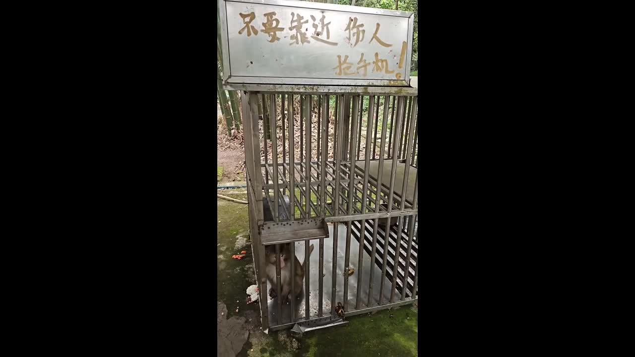 Shocking moment caged monkey grabs tourist phone