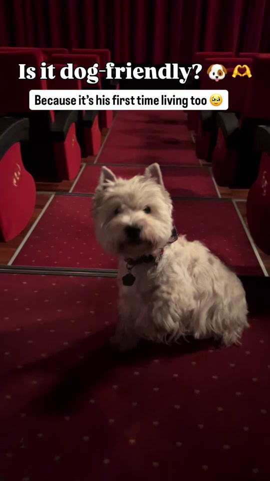 The dog friendly rule every pet owner understands