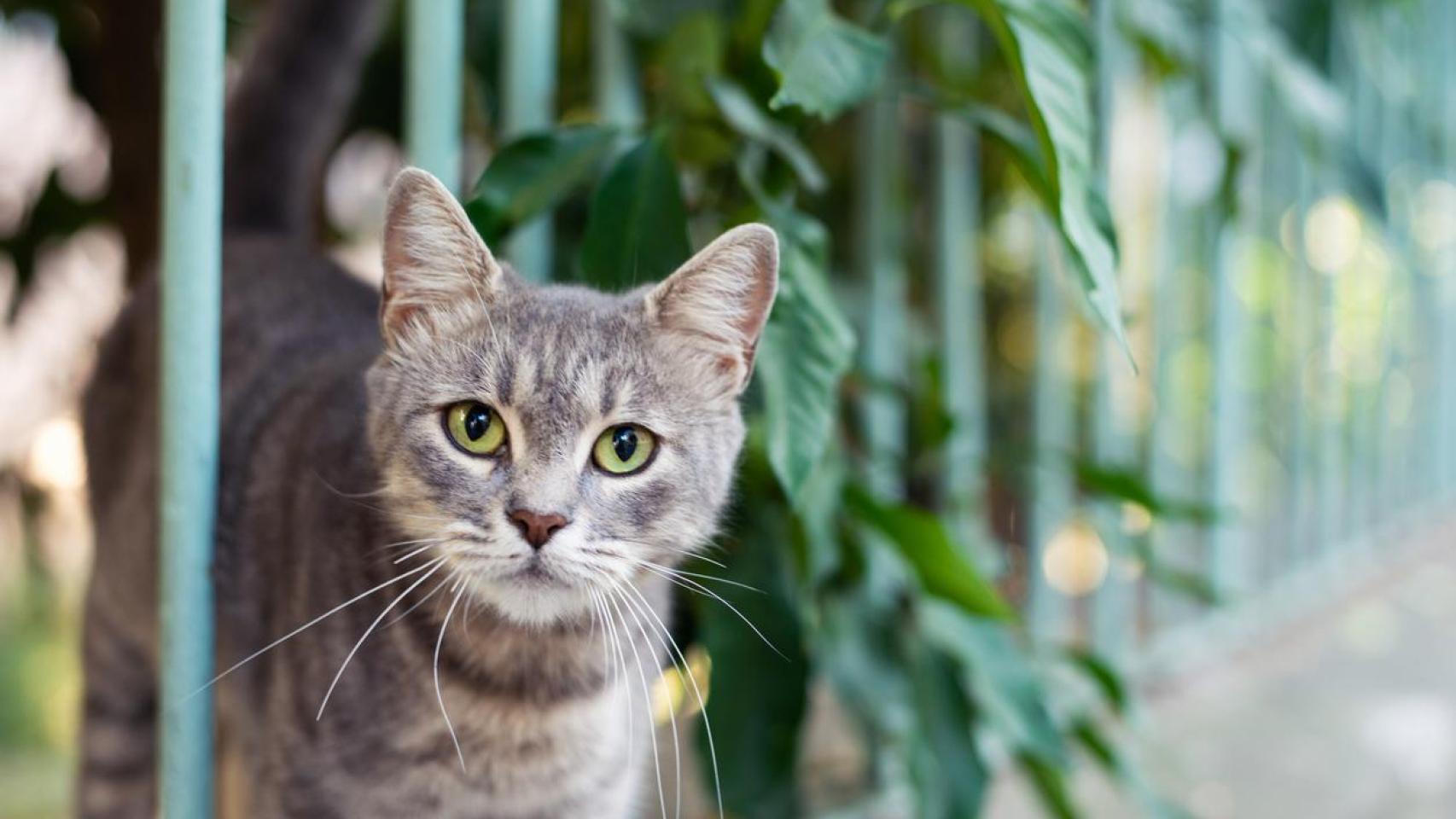 Carlos Gutiérrez, veterinario: "Si tu gato hace esto significa que ha ...