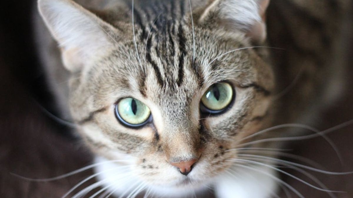 The 5 phases that usually mark the end of life in cats