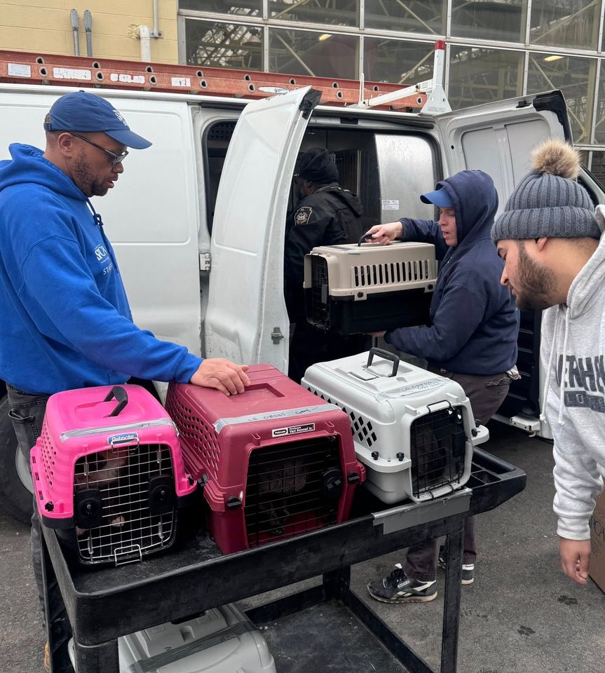 Over two dozen sick cats rescued from an abandoned car parked in a ...