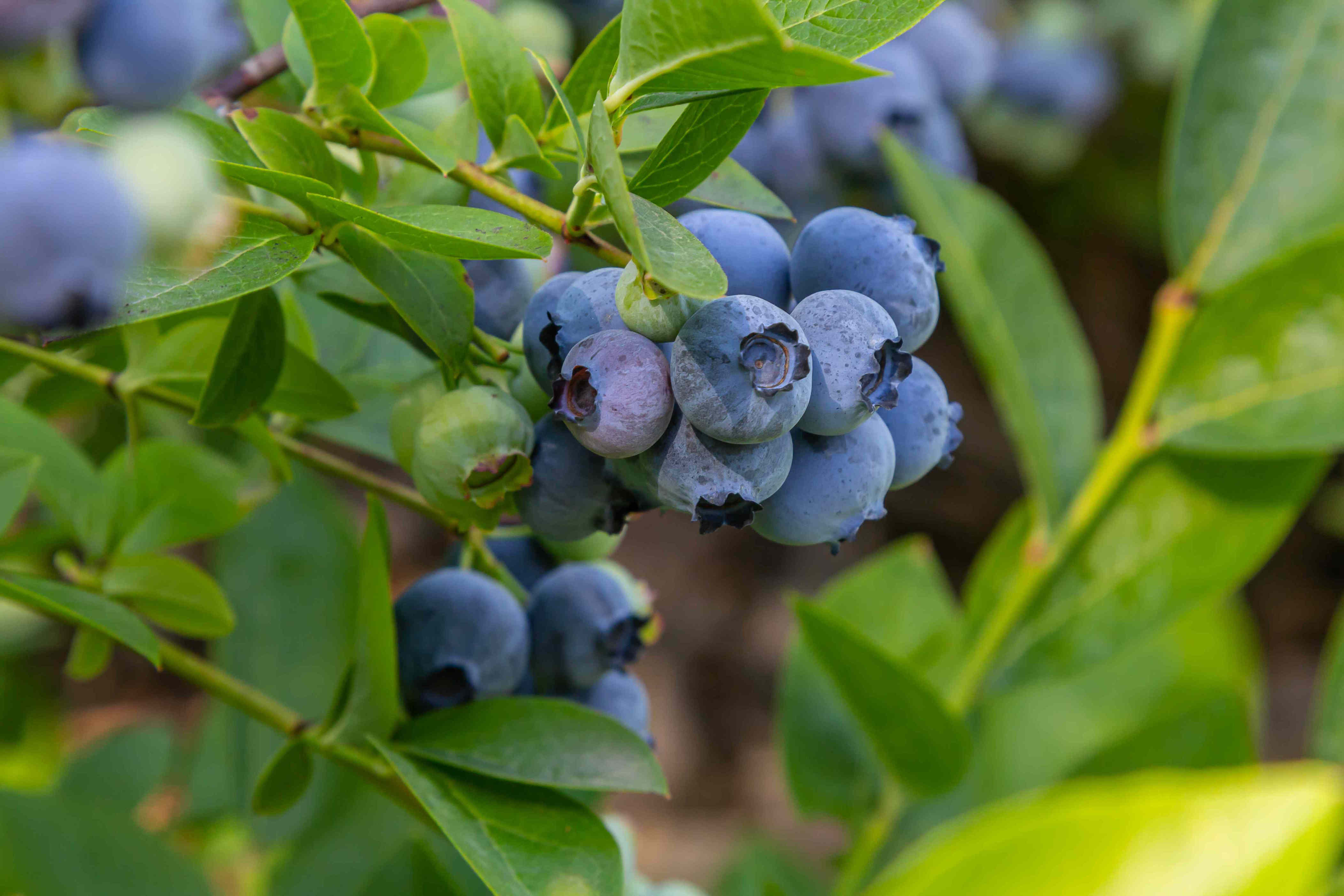 Can you grow blueberries indoors? Here's what it takes to make them thrive