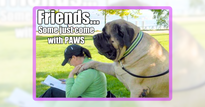 24 precious pupper memes spreading pure pawsitive dog energy
