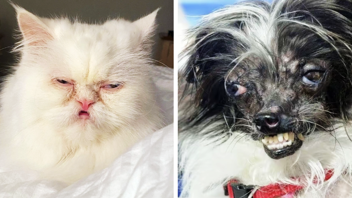20 hilarious pets with very weird features