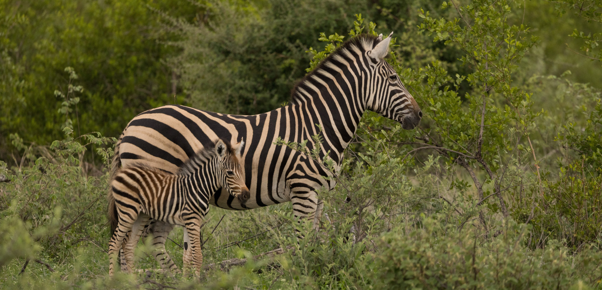 Ces animaux sauvages que certains prennent pour des animaux de compagnie