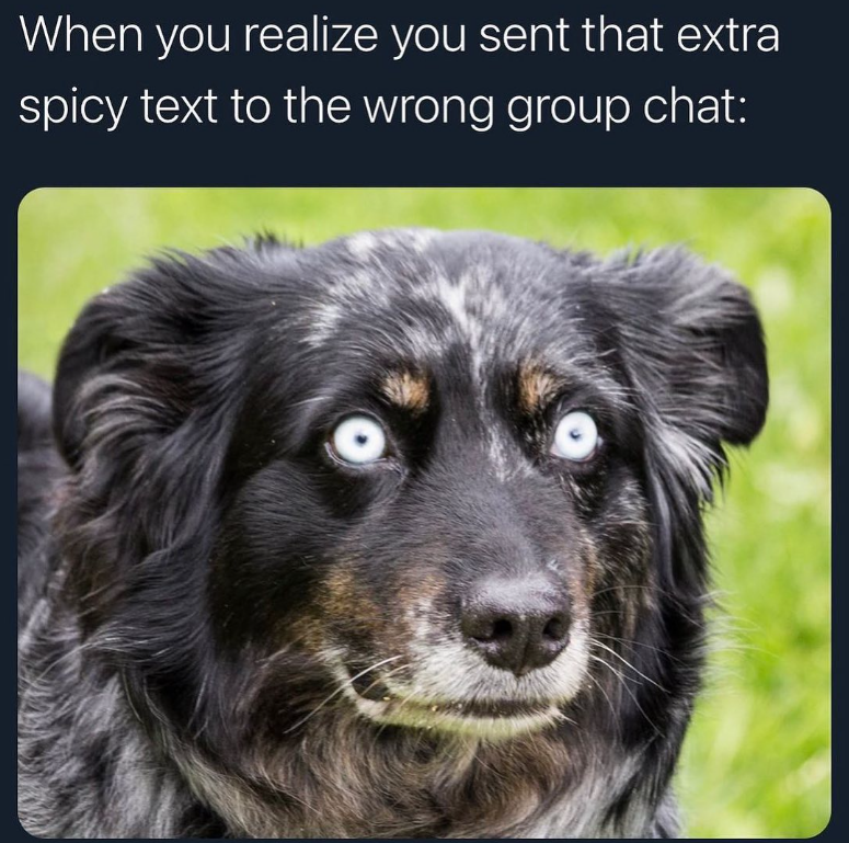 A sunny spectacle of dog memes to get you out of winter blues