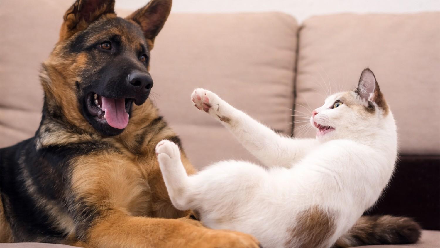 German shepherd vs kitten who wins this debate?