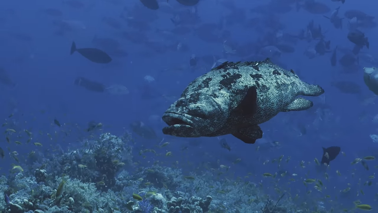 Meet the fish that outgrew their entire family