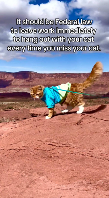 Funny cat moment every cat lover understands