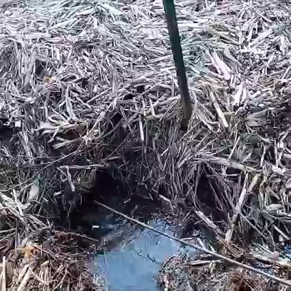 Skunk attack! Tile system clogged