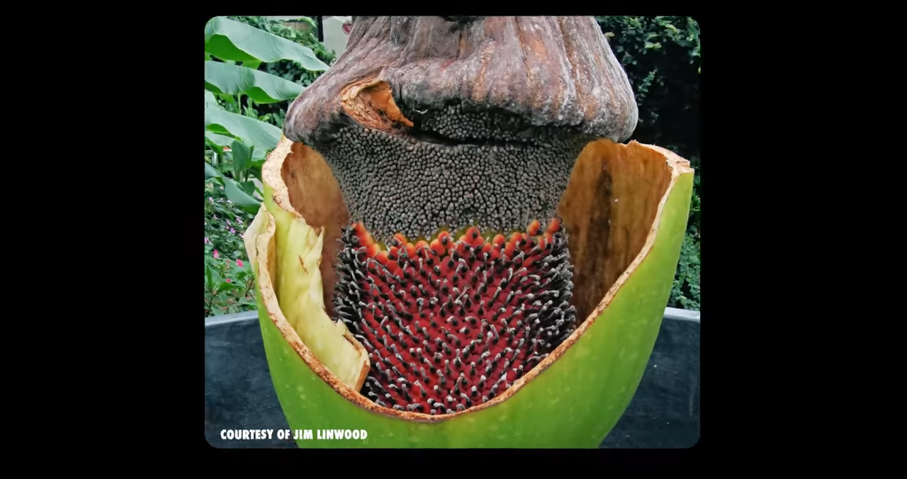 Watch what happens when the world’s tallest flower begins to bloom