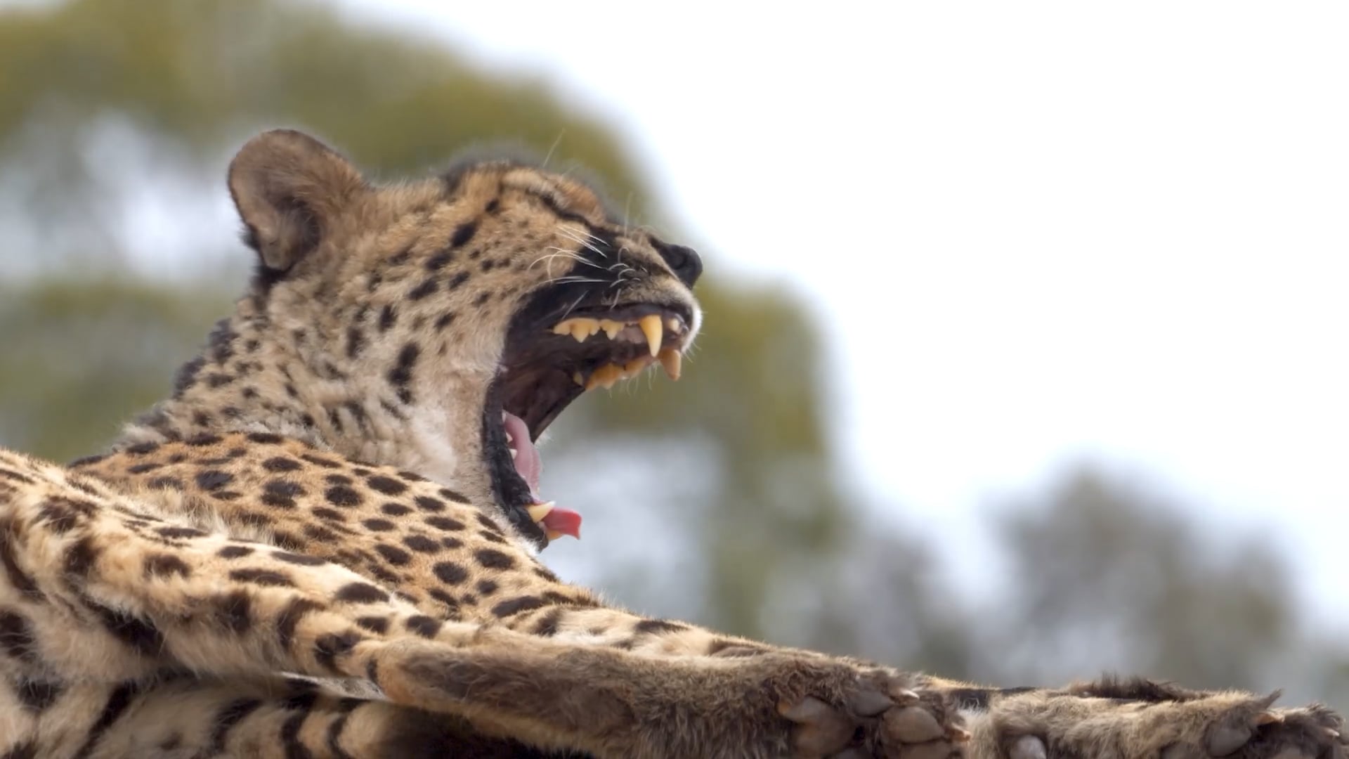 Cheetah Sansa's root canal surgery a success