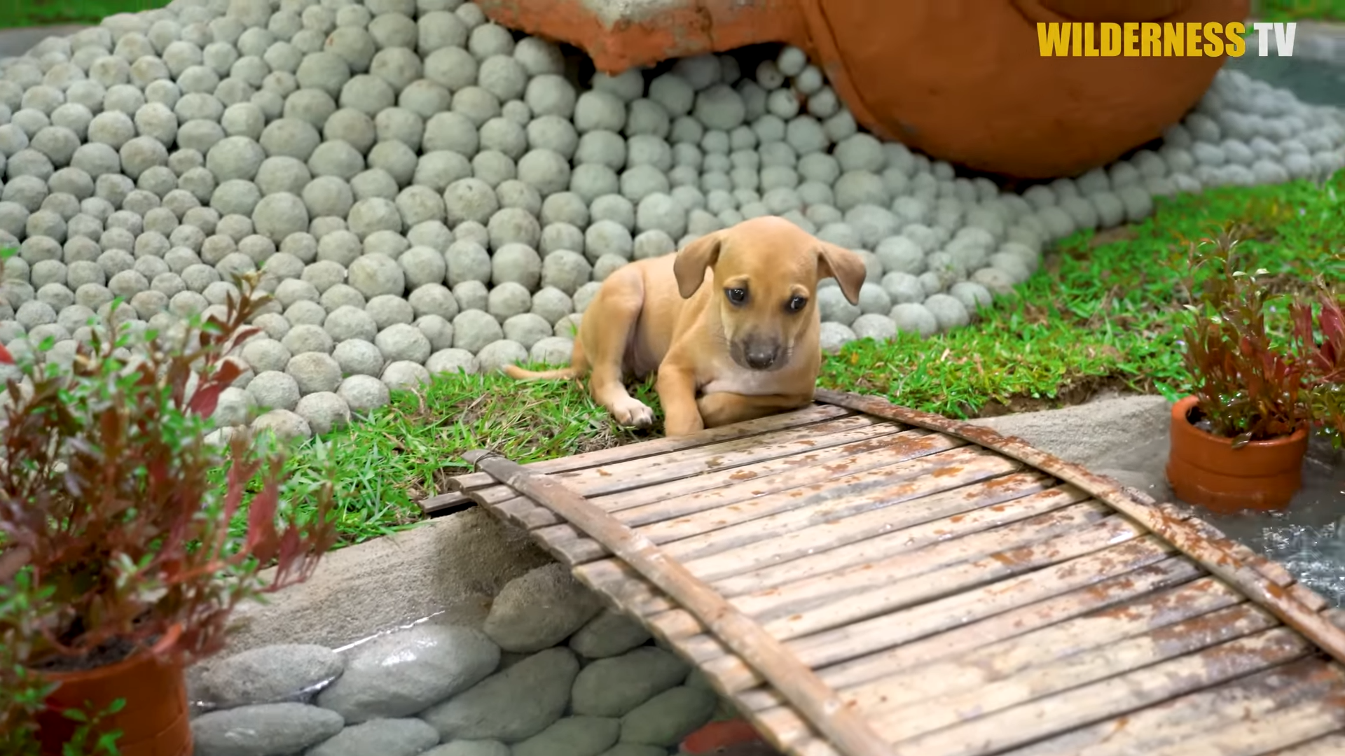 Watch lonely abandoned puppies finally rest in their warm new house