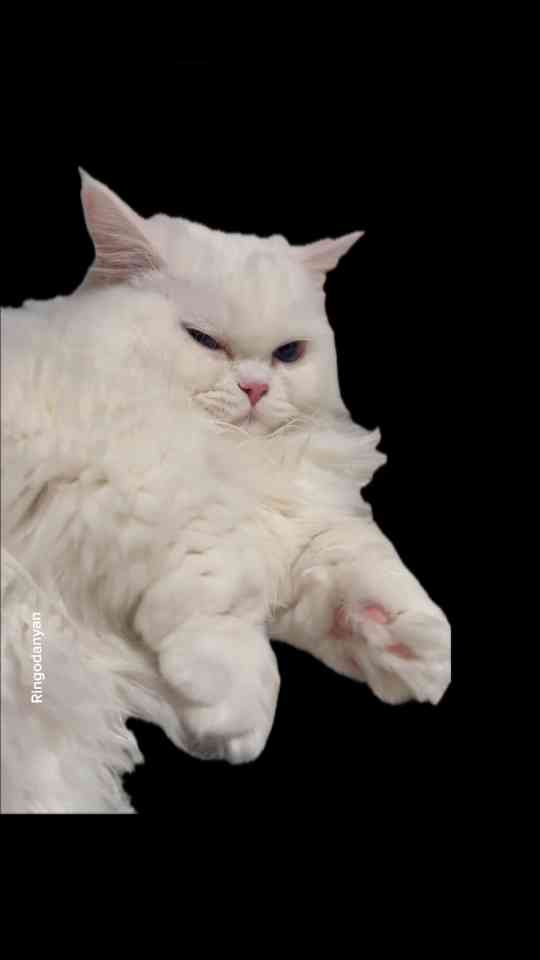 Cute cat moments that make the day better