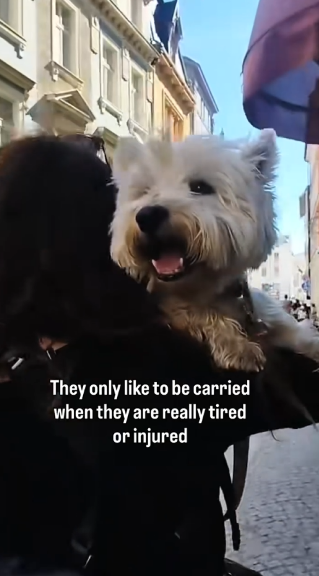 What 35 years with Westies taught me about these dogs