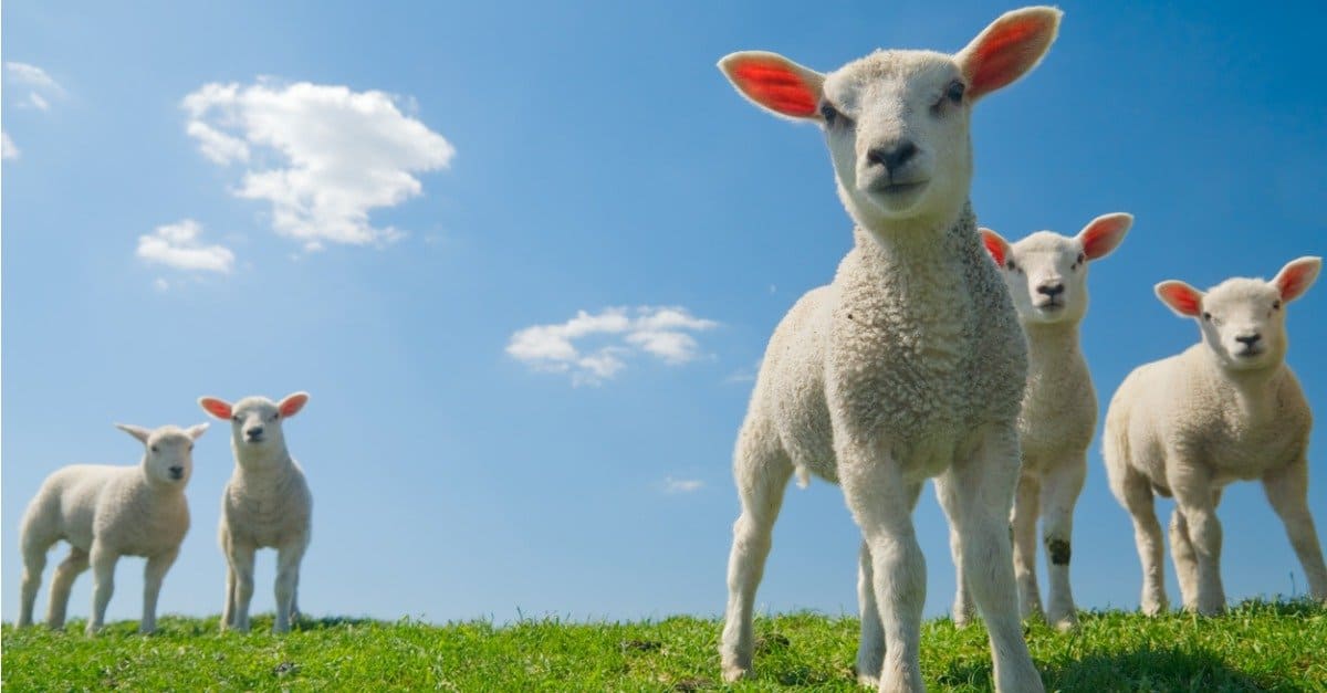 13 animals that played a major role in the Bible