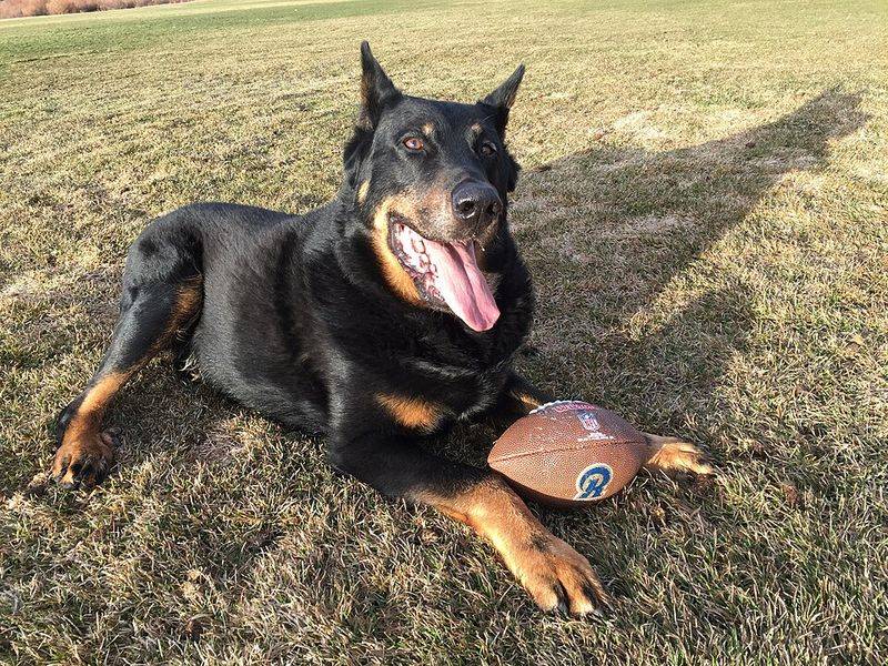 15 dog breeds that feel like they were made for wild hills and rough ...