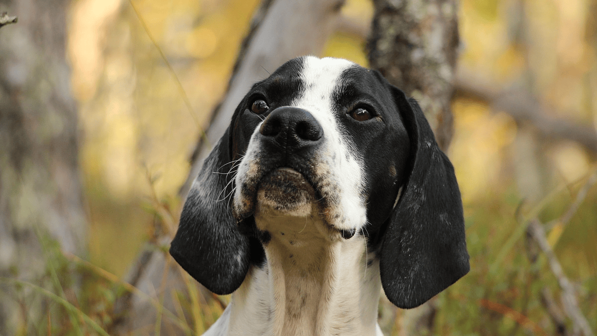The final goodbye: 12 things veterinarians wish all owners would do in ...