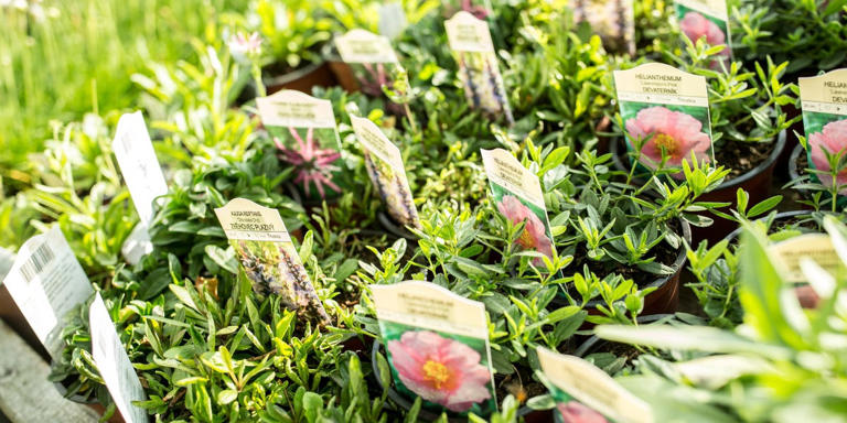 A gardening pro explains how to decode plant tags for a thriving garden