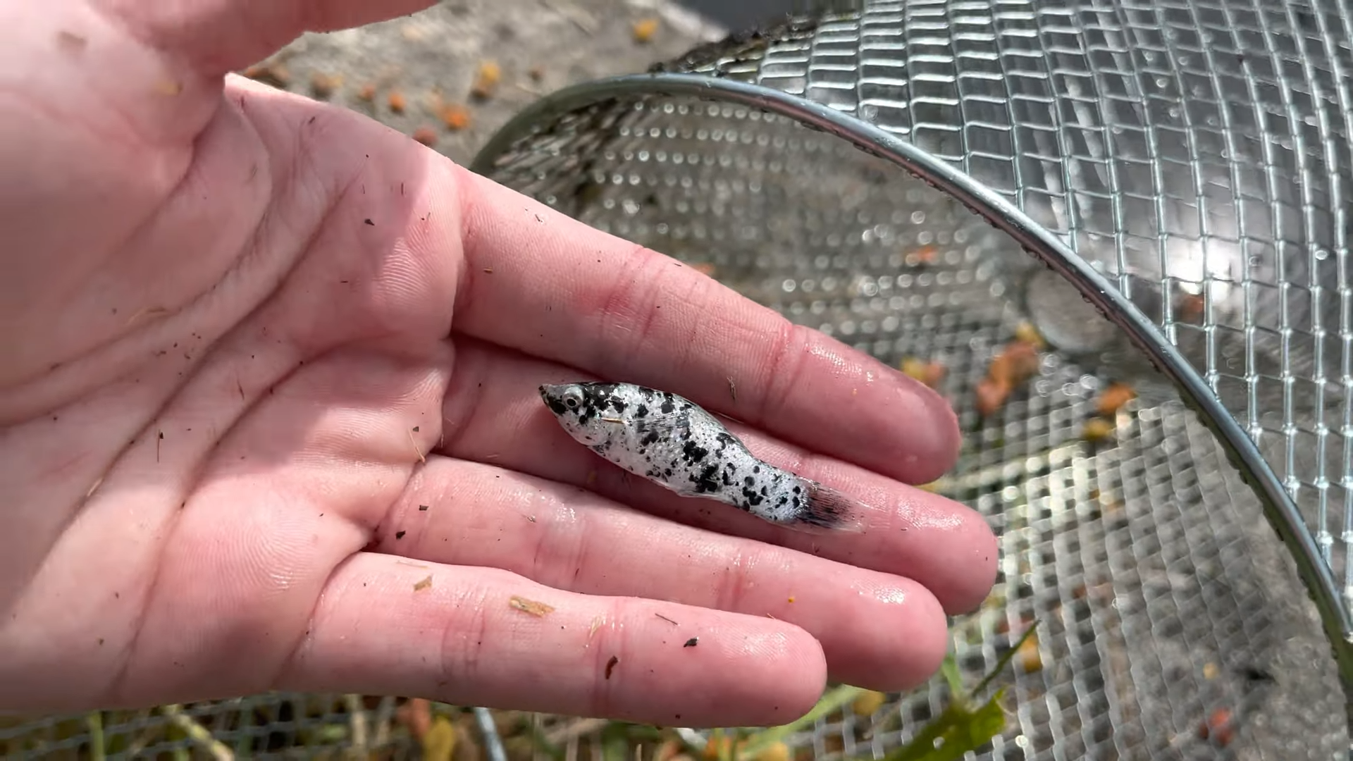 What colorful aquarium fish were hiding inside a canal trap?