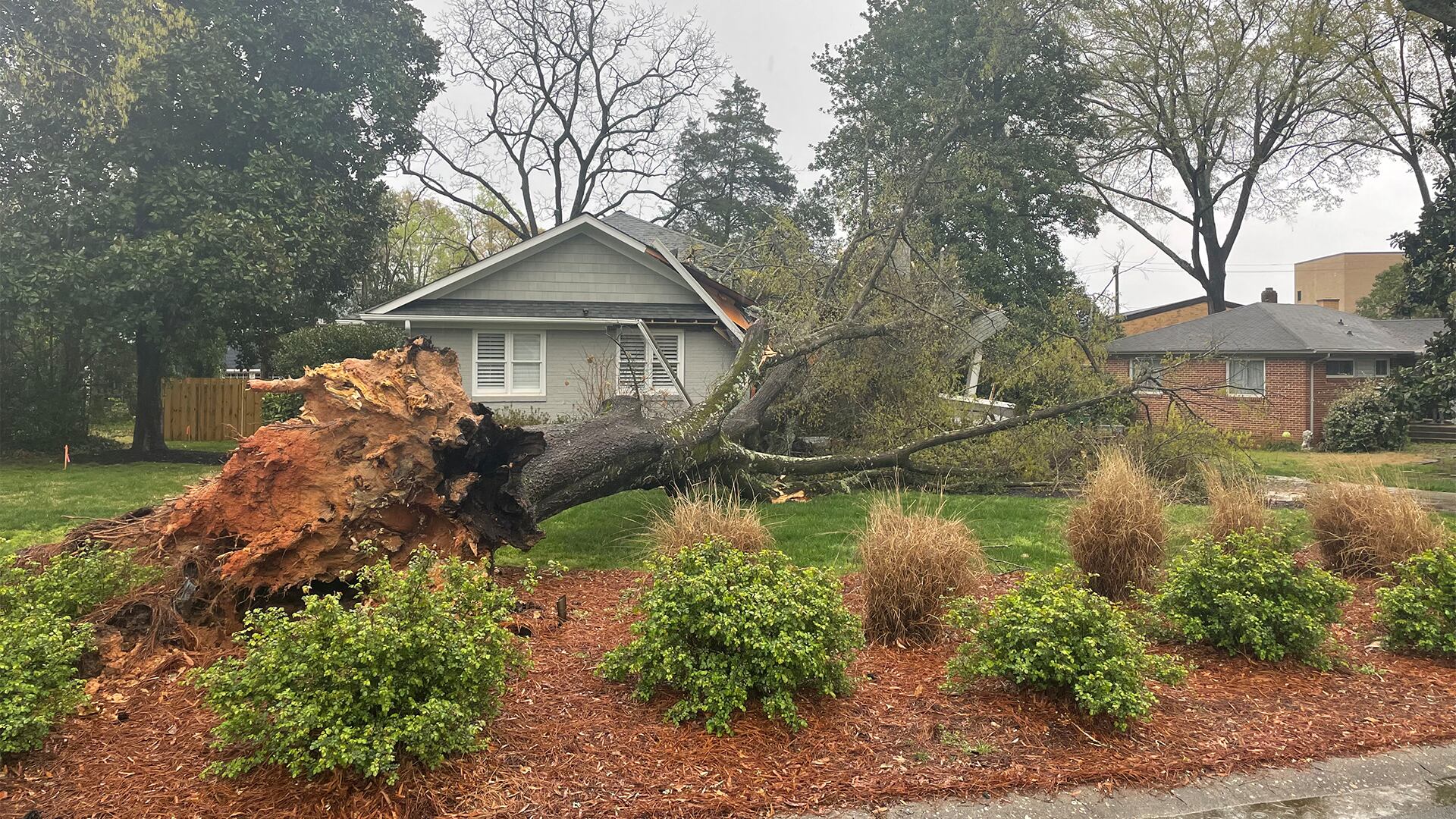 Severe storms uproot massive tree in south Charlotte: See video here