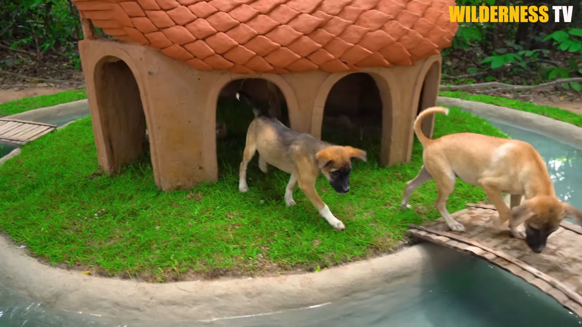 Watch poor abandoned puppies finally find safety in a new house