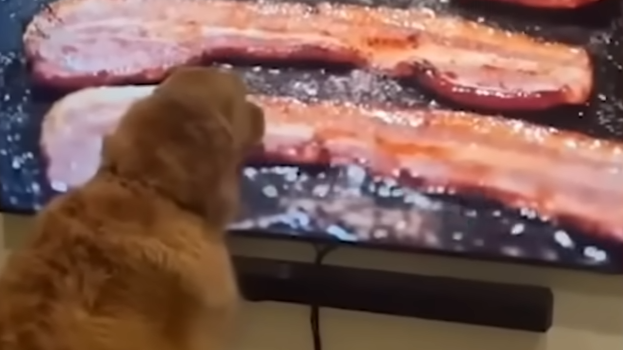 Watch this dog try to eat bacon off the TV