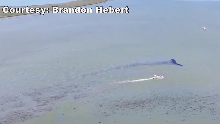 Terrebonne Parish seafood workers concerned about effects from LOOP oil ...