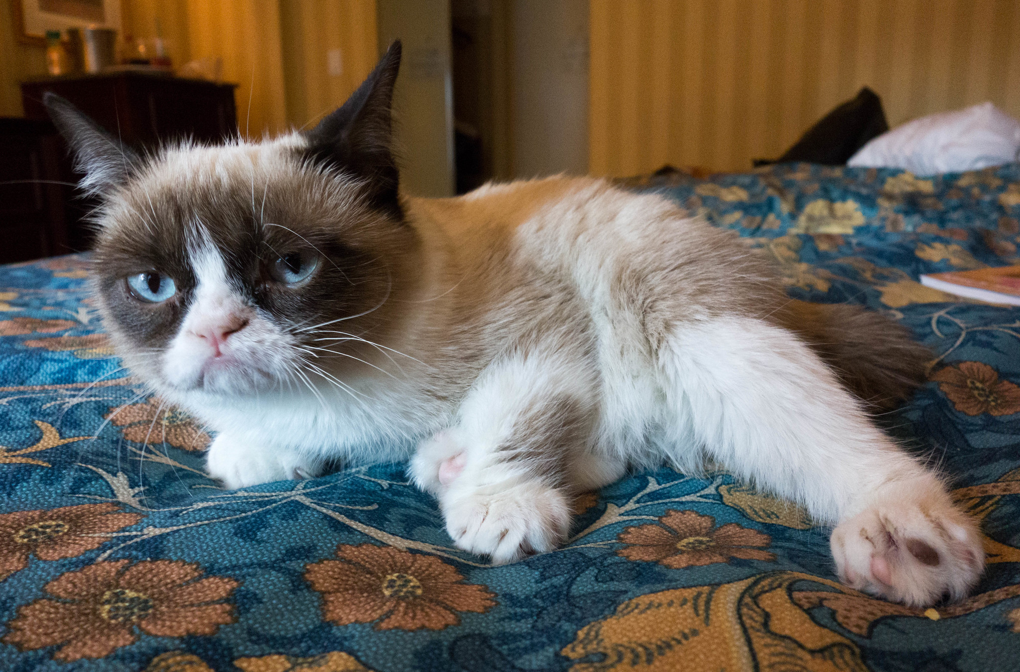 Photos of 15 funniest pet memes