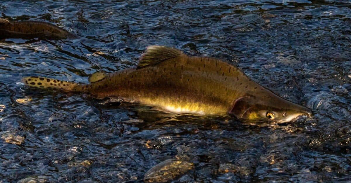 15 giant fish that live in the Great Lakes