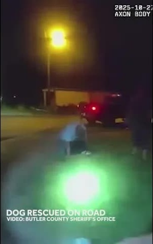 Deputy and good Samaritan rescue dog hit by car