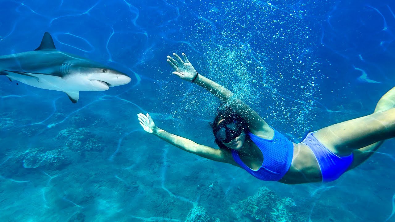 Our family adventure: swimming with sharks! 🦈