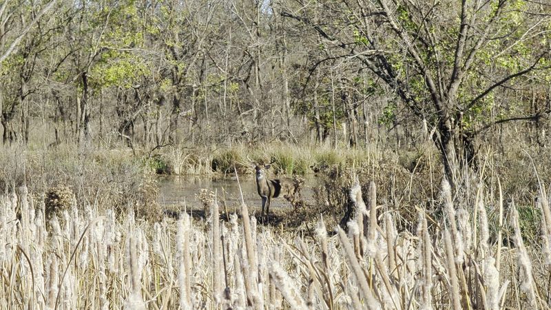 This Oklahoma nature preserve has magical boardwalk trails through the ...