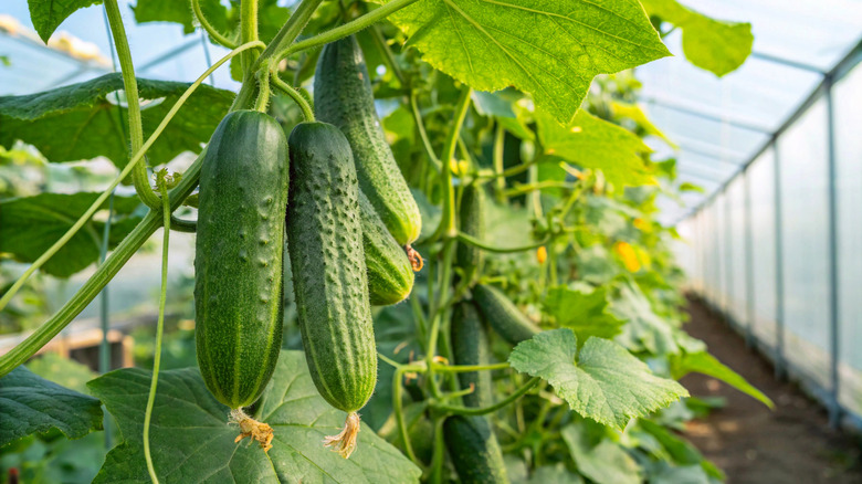15 companion plants you'll love growing next to cucumbers in your garden