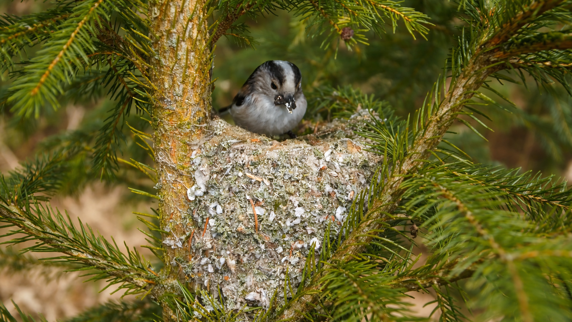 Hidden camera captures a tiny bird guarding its carefully built nest