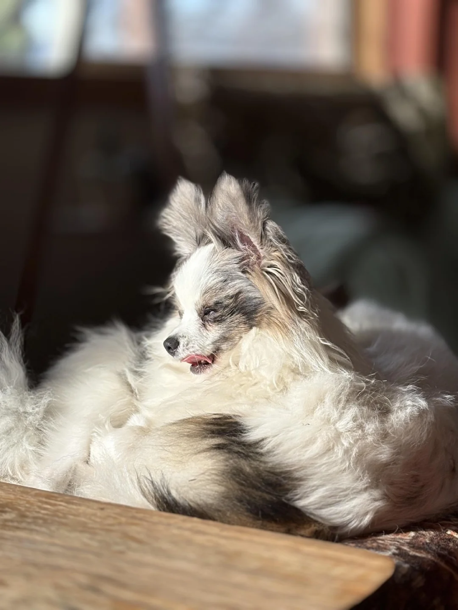 20 hilarious pets with very weird features