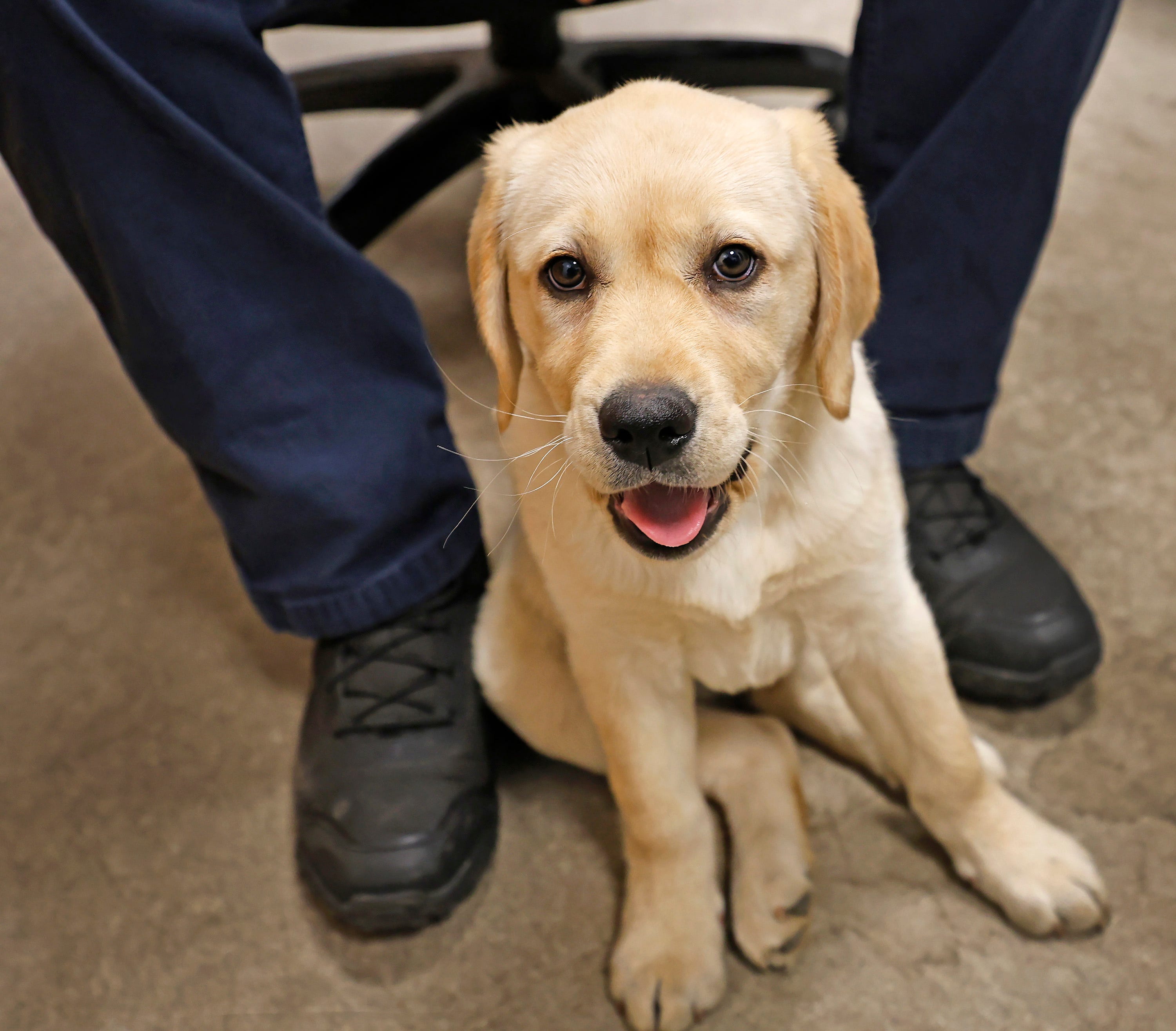 Is your dog's name popular? See Brockton's most popular dog names
