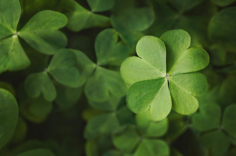 Why is a four-leaf clover lucky? Here's the fascinating folklore