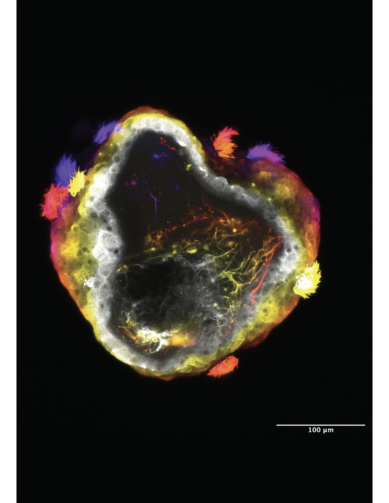 Frog-cell 'neurobots' grow self-organized nervous systems and alter ...