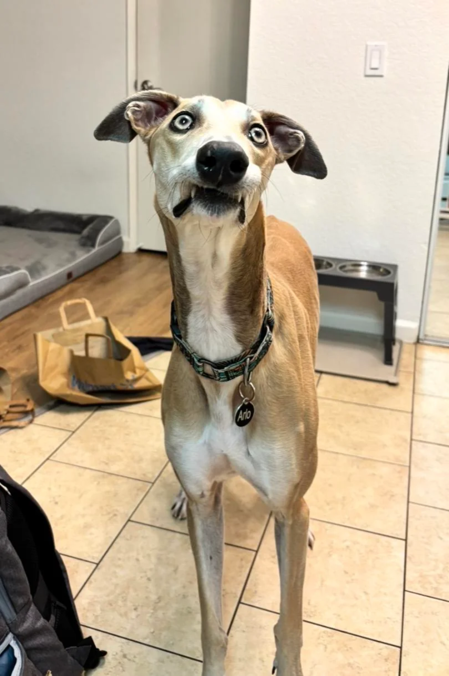 20 hilarious pets with very weird features