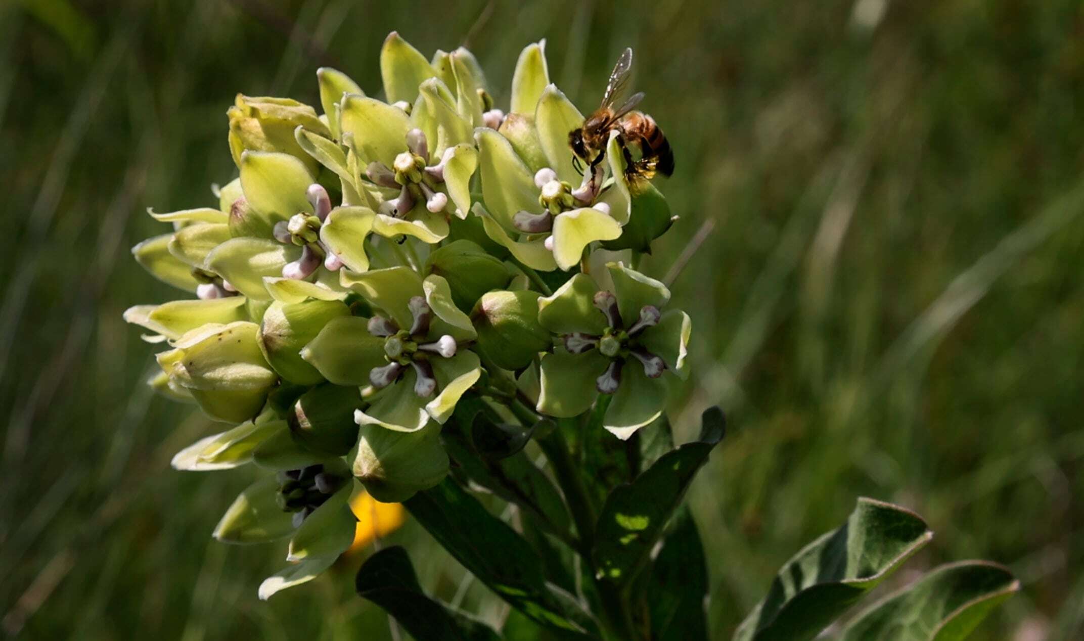 Dallas is the worst city in Texas for allergies. But there’s hope