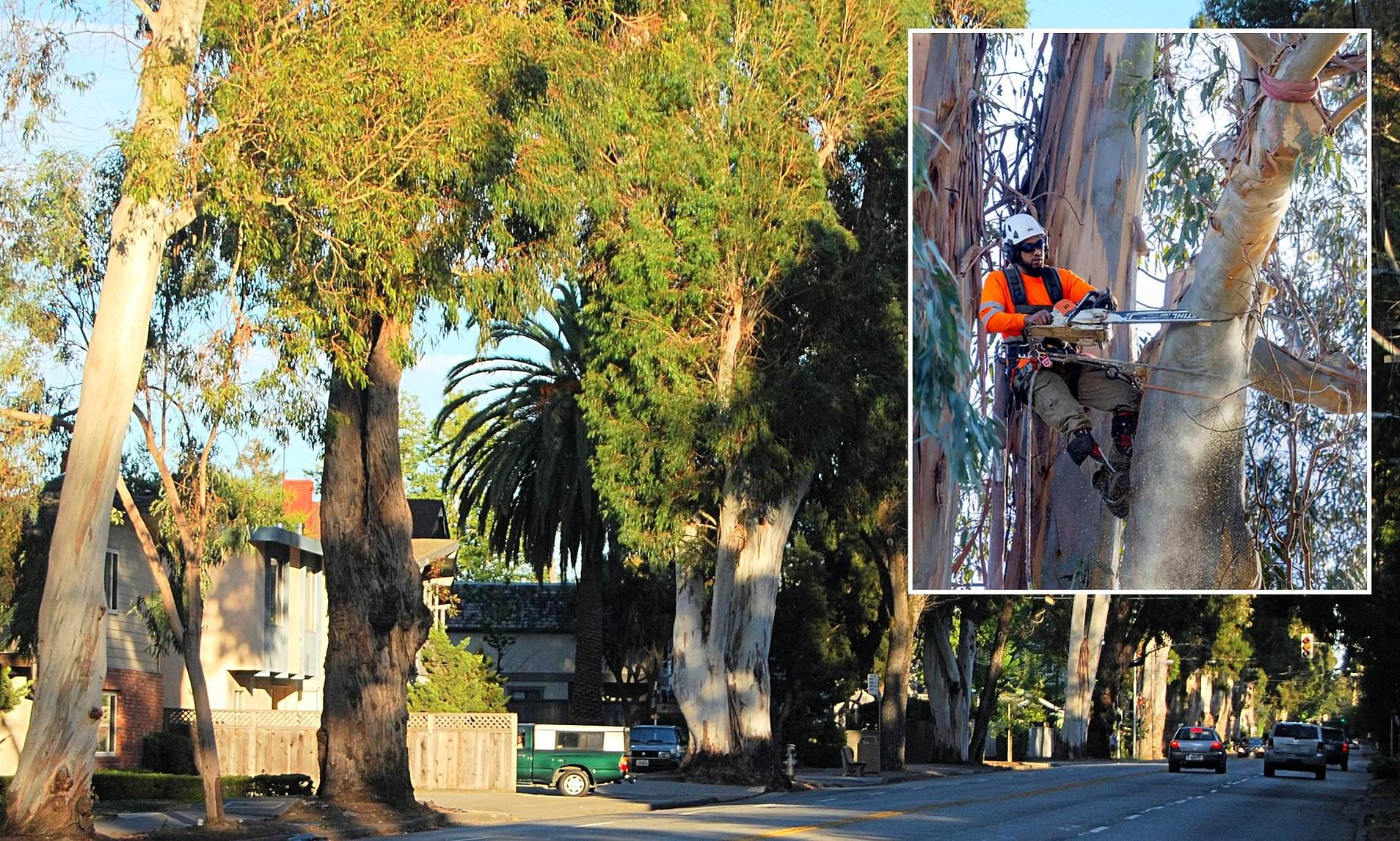 'City of trees' cuts down hundreds of eucalyptuses as residents say ...