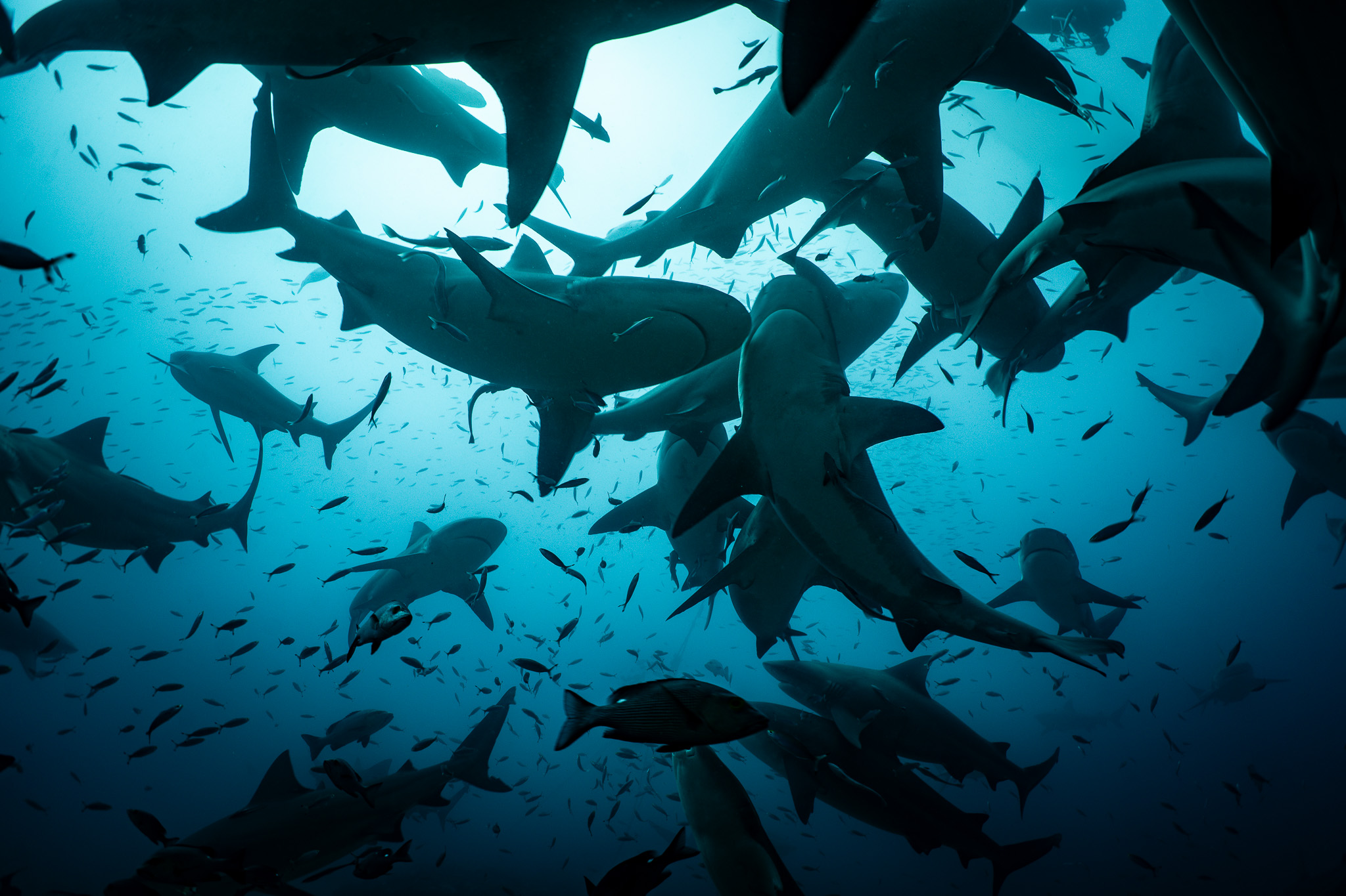 The ocean’s most aggressive shark can make friends, researchers find