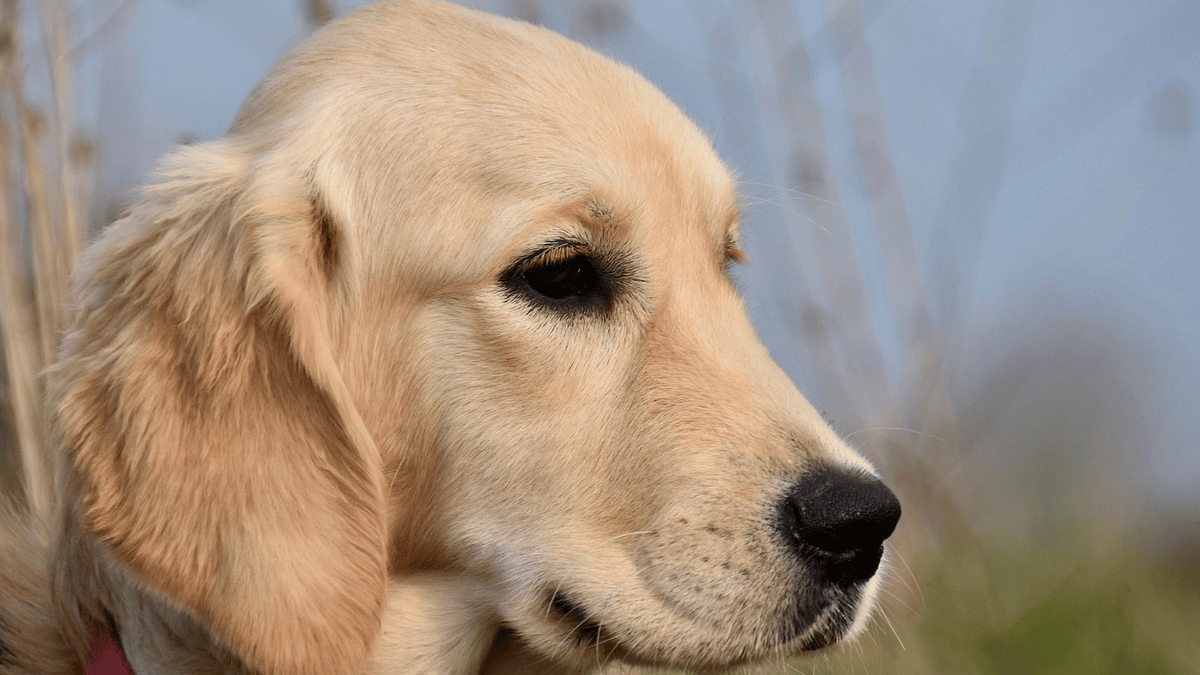 8 signs your dog is always judging what you do