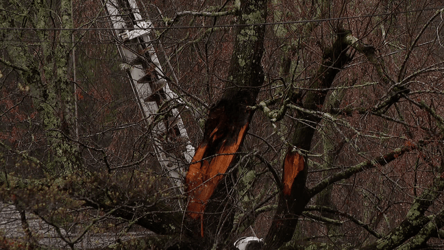 Strong winds in Henderson County knock down trees, cutting power