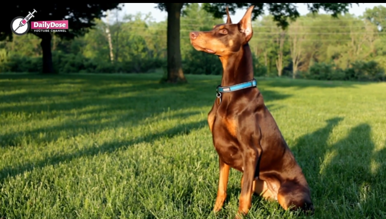 Dog’s unbelievable attachment to baby, parents stunned by the truth