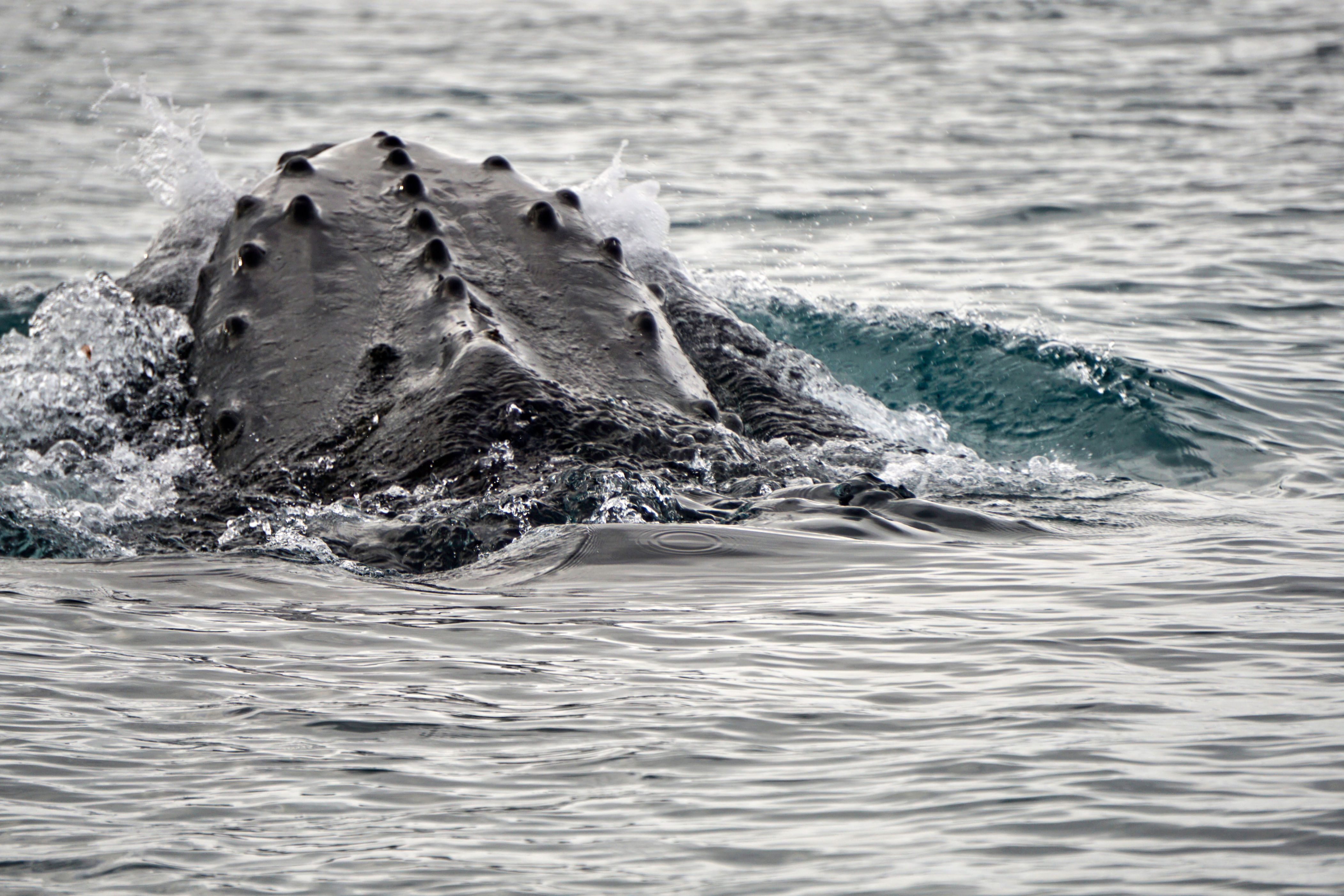 Cape Cod scientists make breakthrough in the study of whale sounds