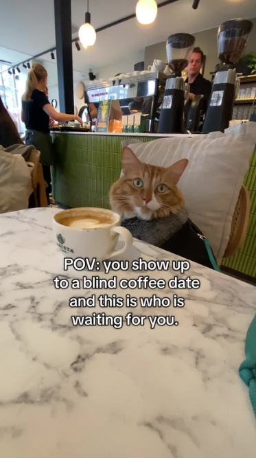 Cute cat situation: What would you do?