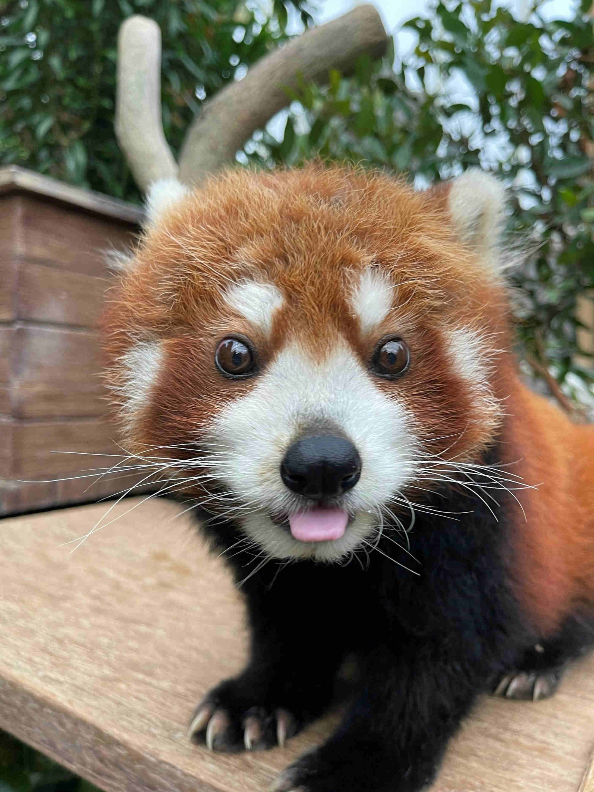 Hong Kong’s Ocean Park euthanises 17-year-old red panda Rou Rou